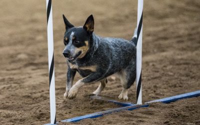 The North American Dog Agility Council