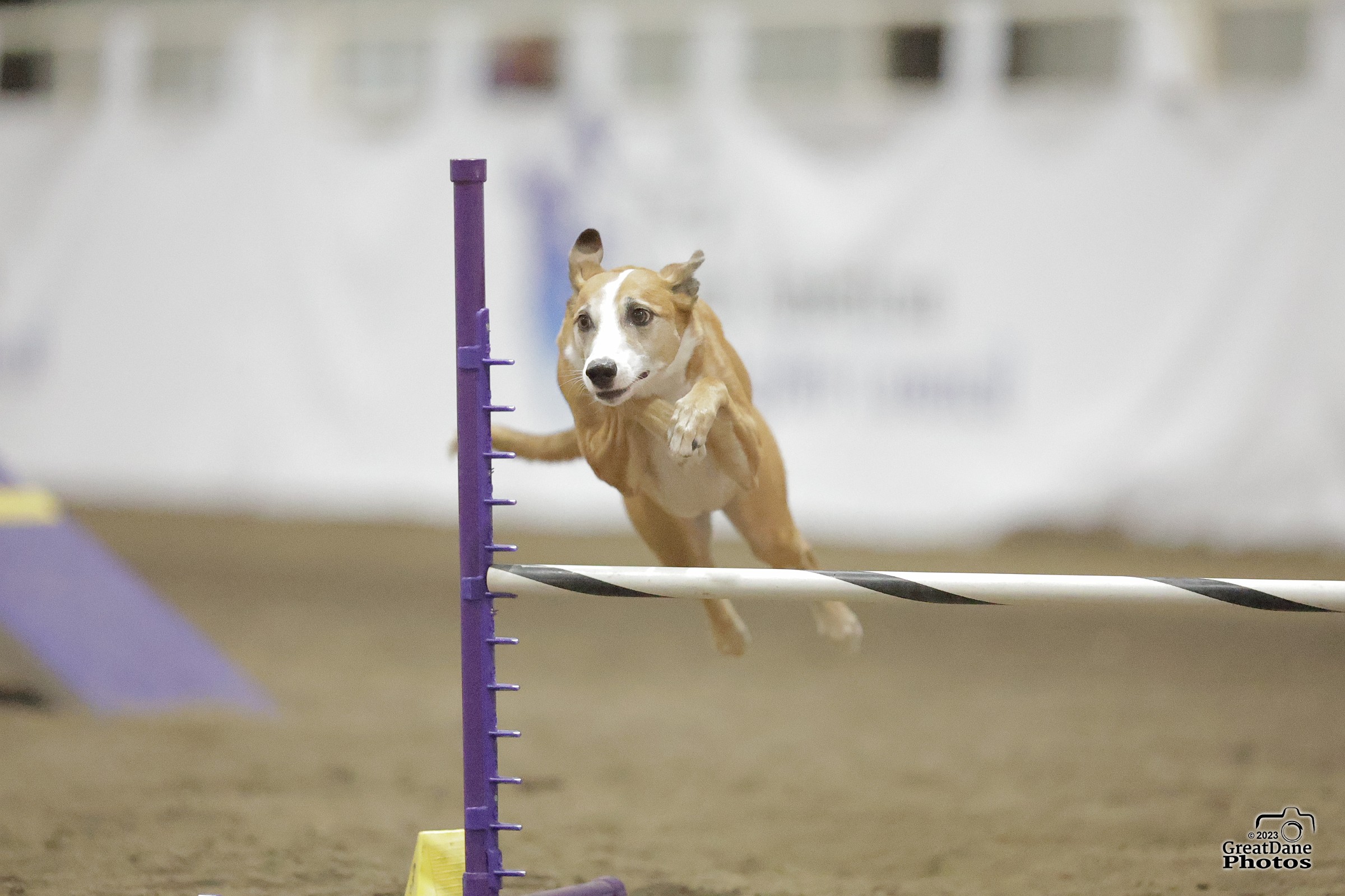 NADAC | The North American Dog Agility Council